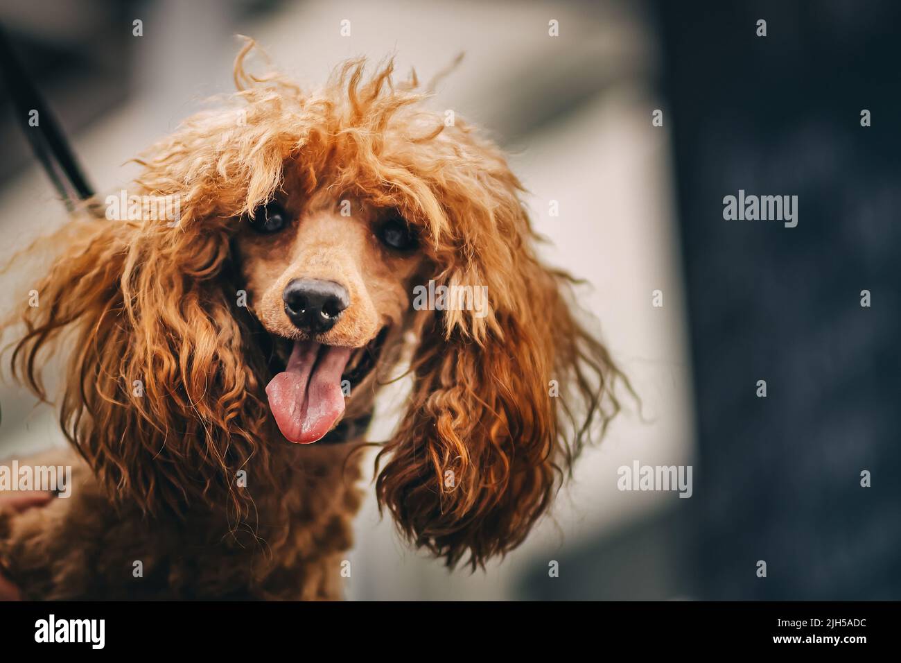 Grooming and grooming a poodle Stock Photo - Alamy