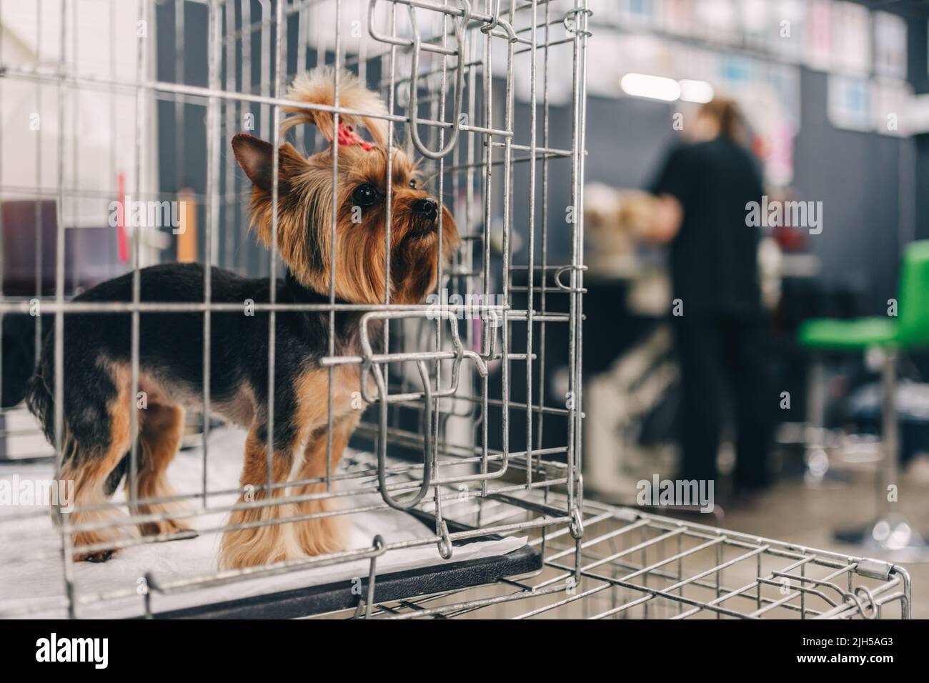 Grooming a black cat Stock Photo - Alamy