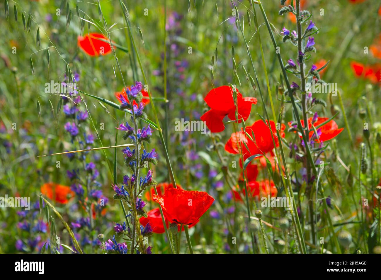 Poppy red fondo hi-res stock photography and images - Alamy