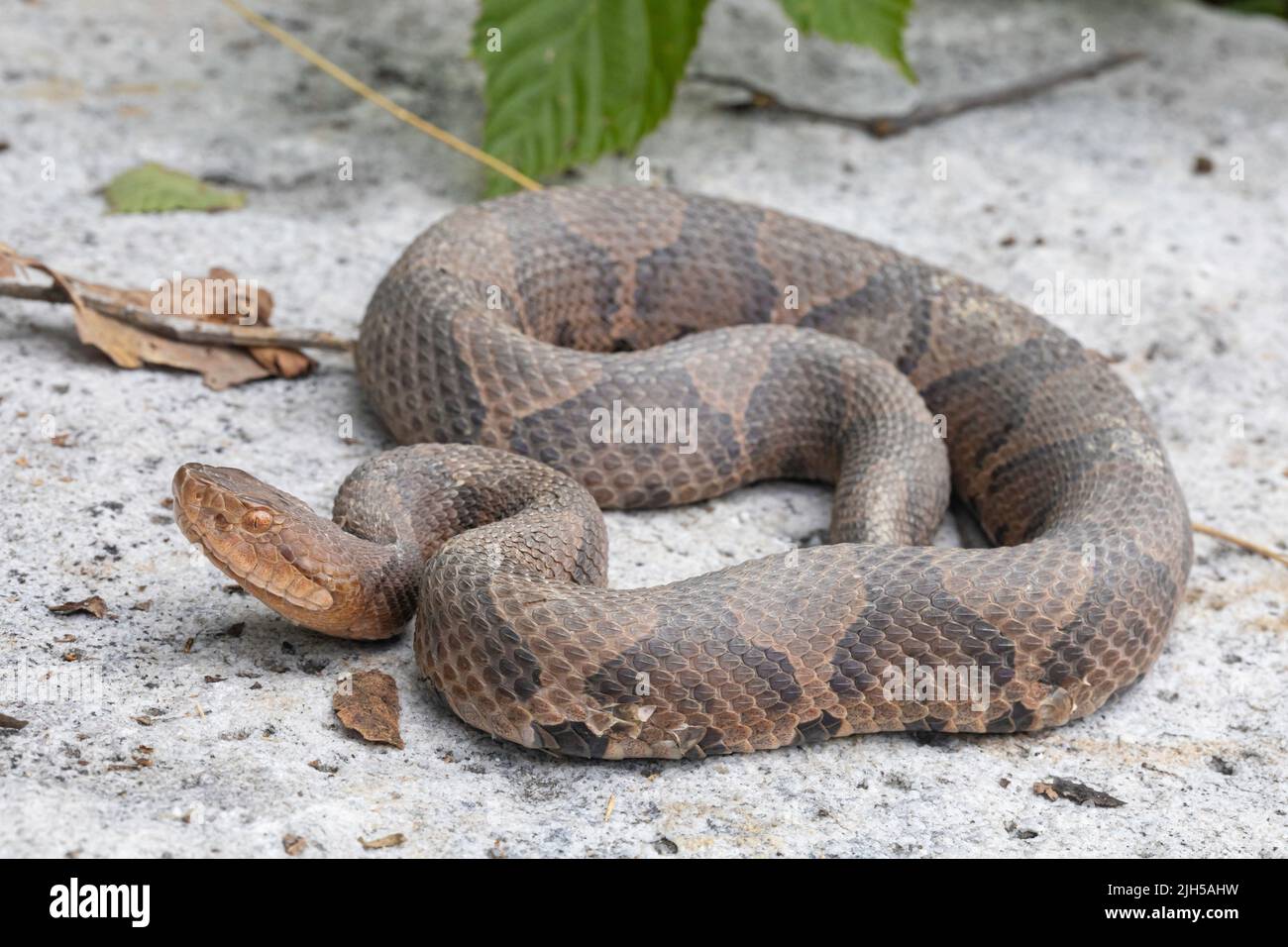 Eastern (northern) copperhead snake - Agkistrodon contortrix Stock ...