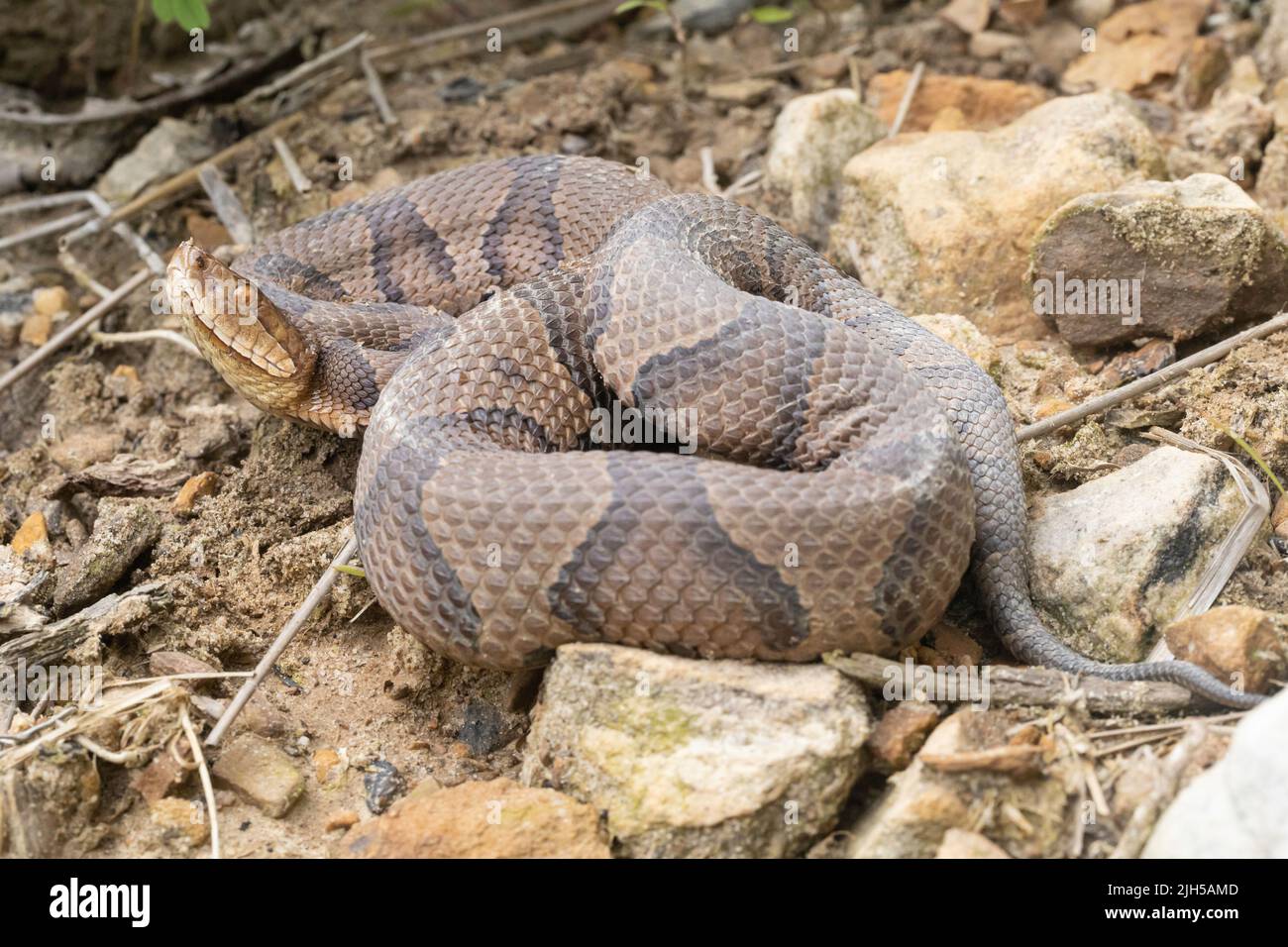 Eastern (northern) copperhead snake - Agkistrodon contortrix Stock ...