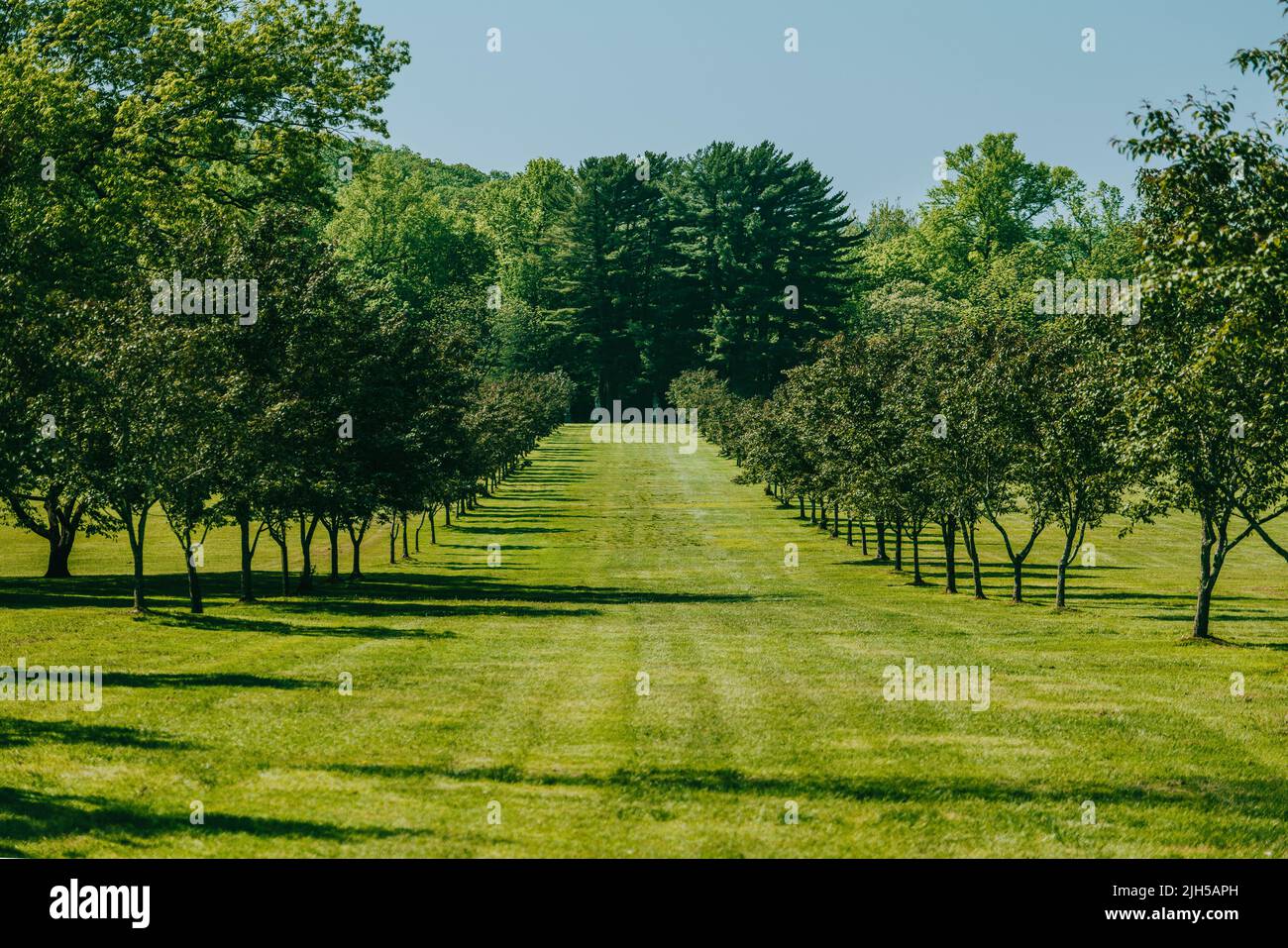 Apple trees alley park garden outdoor summer landscape, New Jersey ...