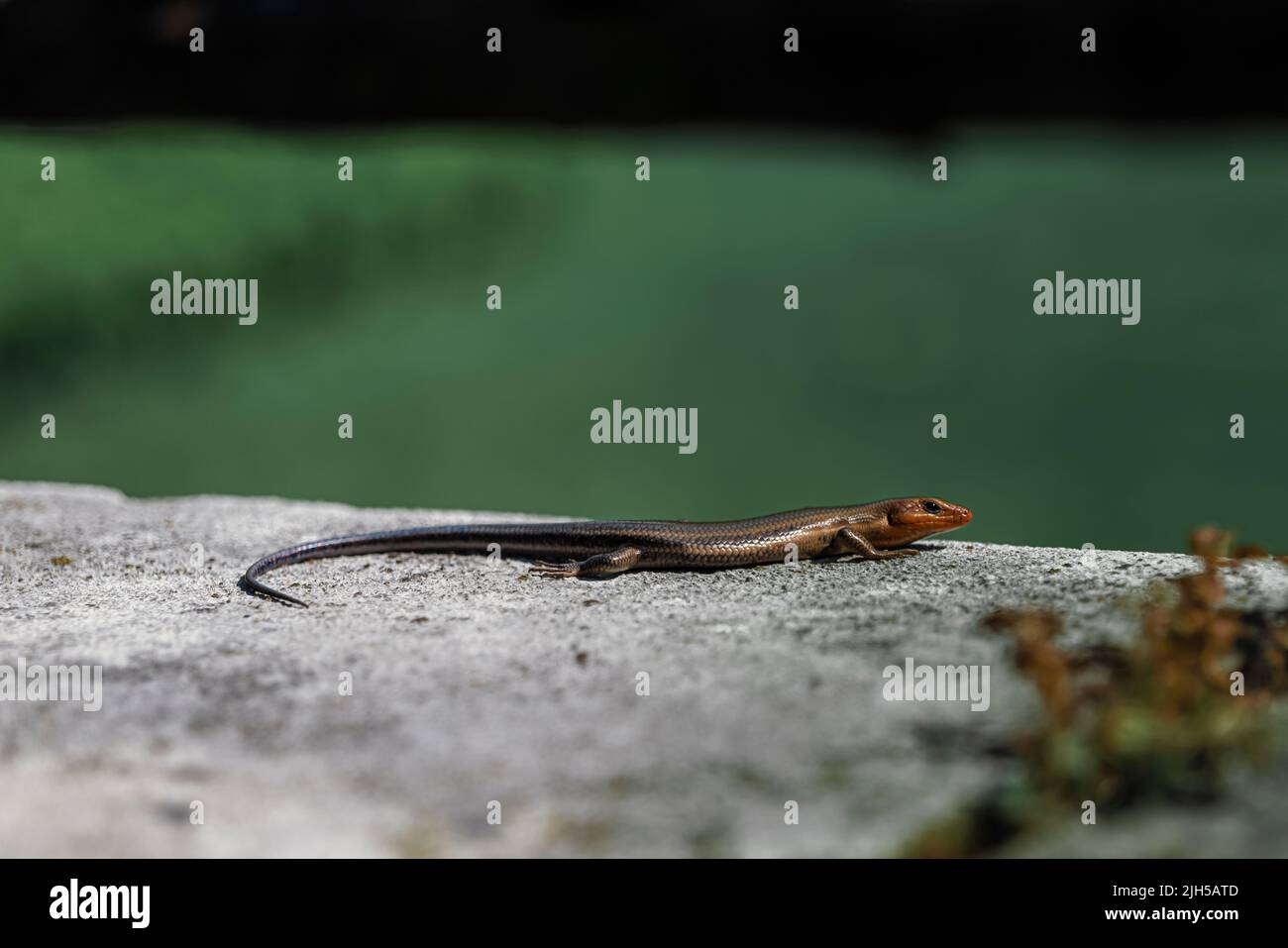 Jersey lizard hi-res stock photography and images - Alamy