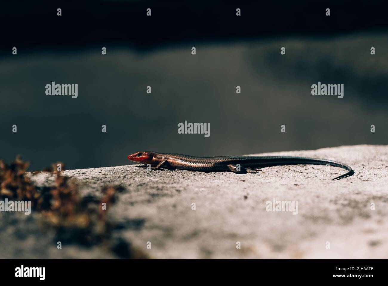 Lizard sitting on a large stone and basking in the sun, New Jersey ...
