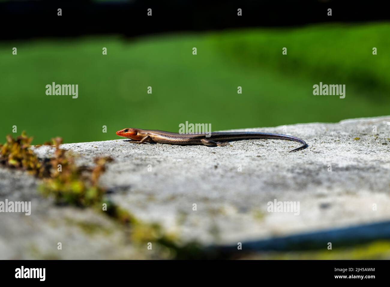 Lizard sitting on a large stone and basking in the sun, New Jersey ...