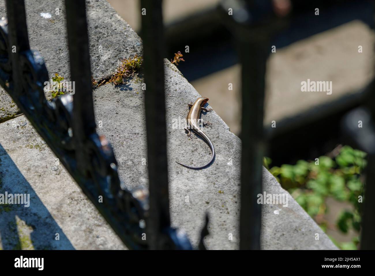 Lizard sitting on a large stone and basking in the sun, New Jersey ...