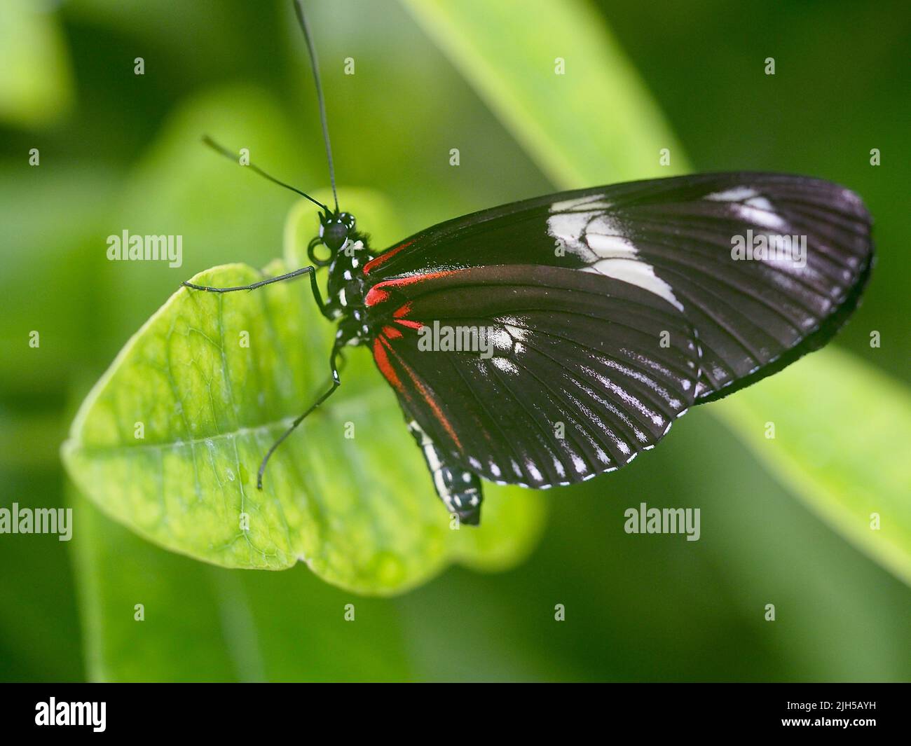 Insekten poster hi-res stock photography and images - Alamy