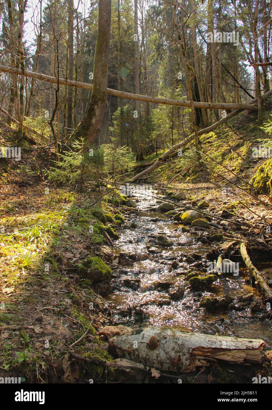 Small stream through woods hi-res stock photography and images - Alamy