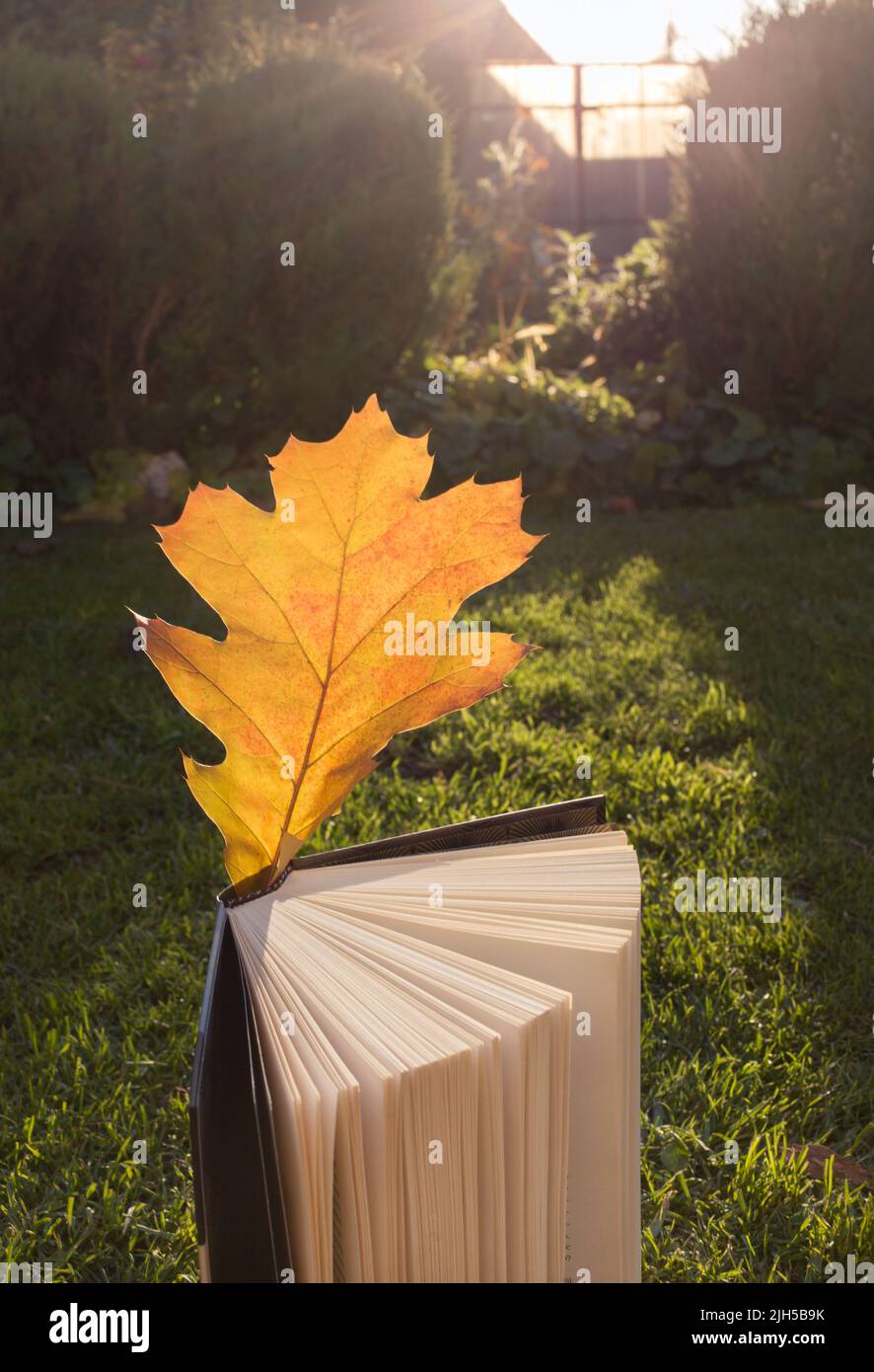 Education concept. Hello, Autumn. book stands upright on grass with ...
