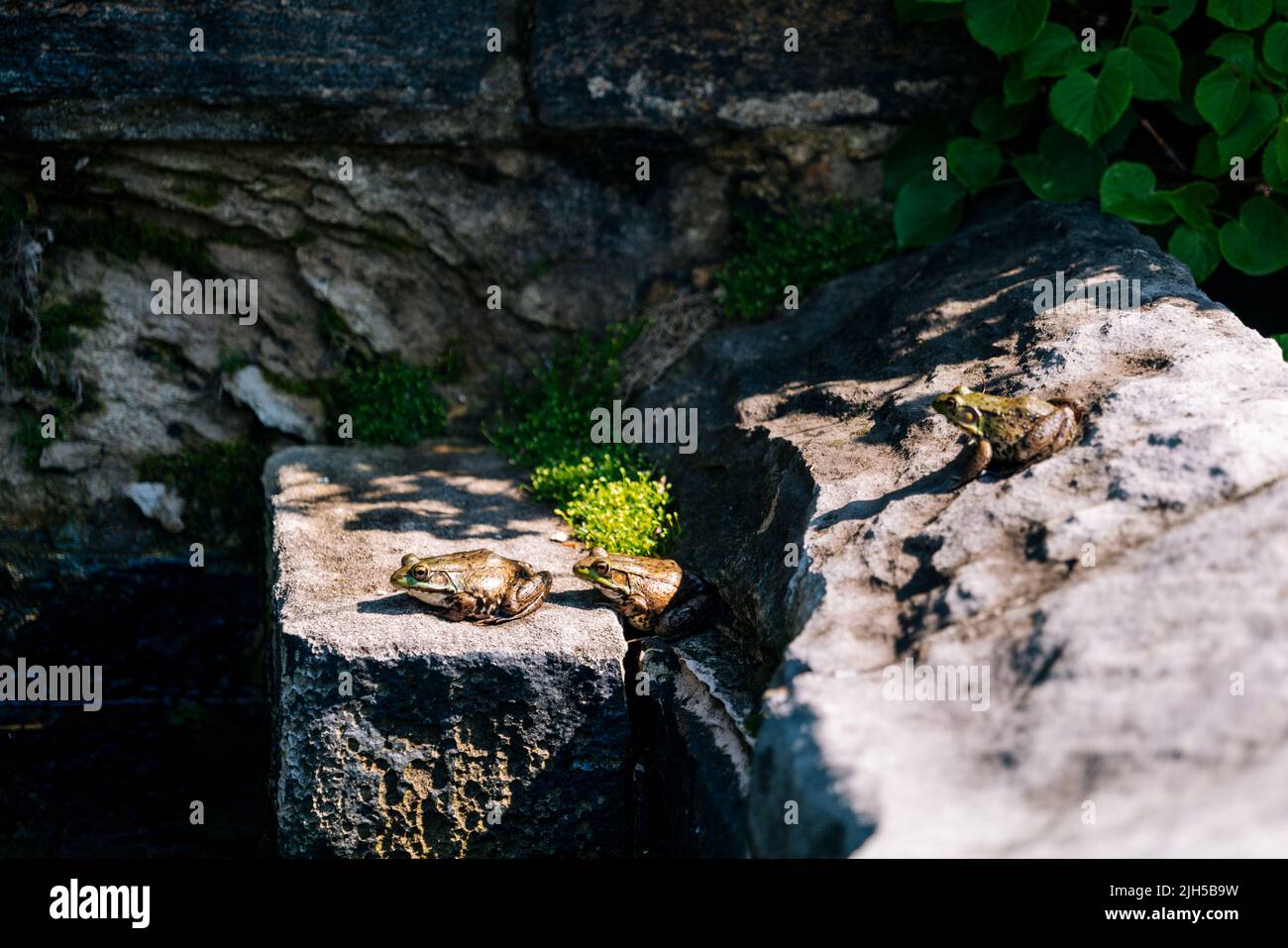 Frogs on the stone hi-res stock photography and images - Alamy