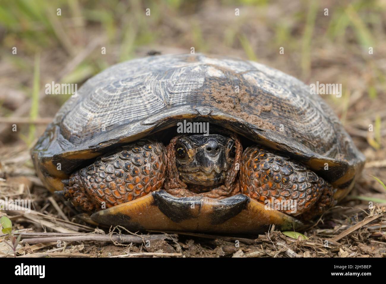 Wood turtle - Glyptemys insculpta Stock Photo - Alamy