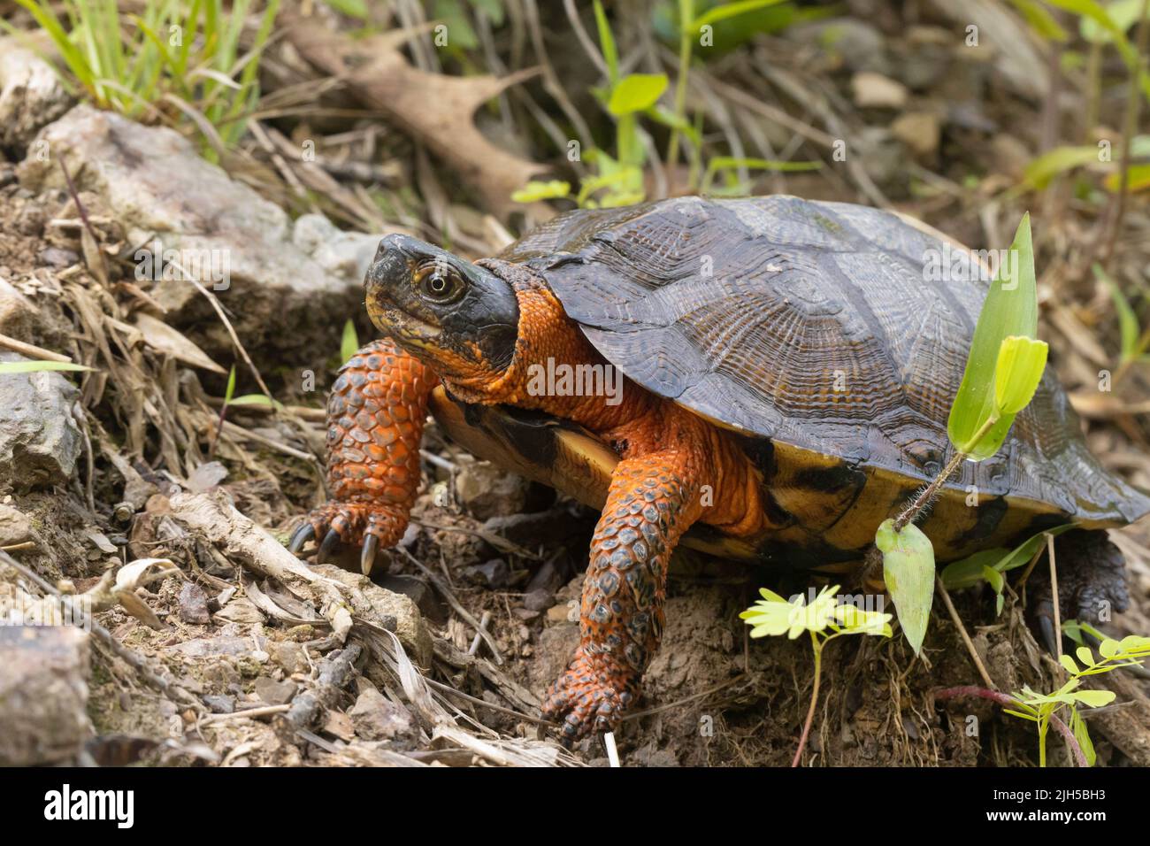 Clemmys insculpta hi-res stock photography and images - Alamy