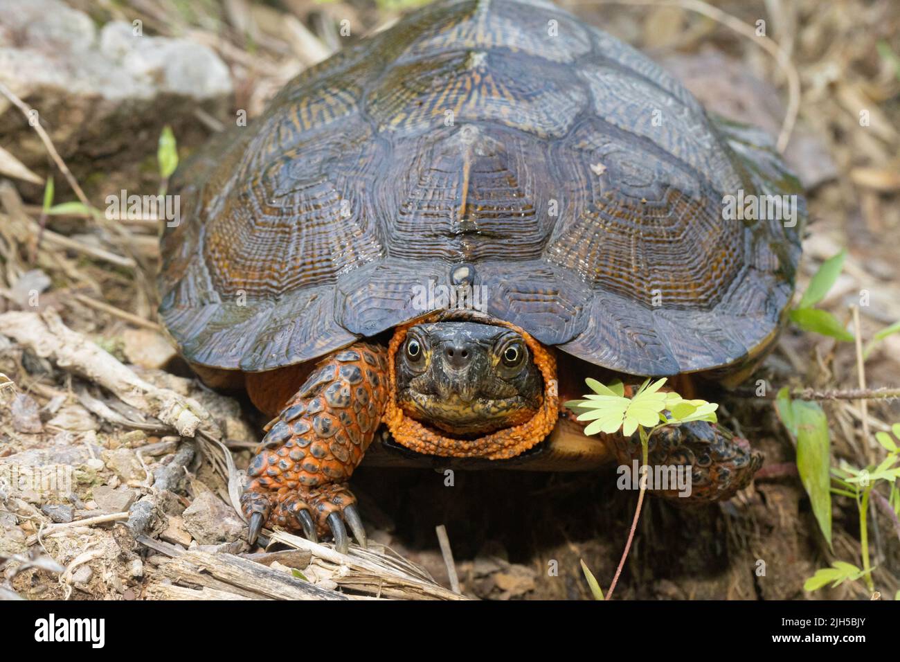 Wood turtle - Glyptemys insculpta Stock Photo - Alamy