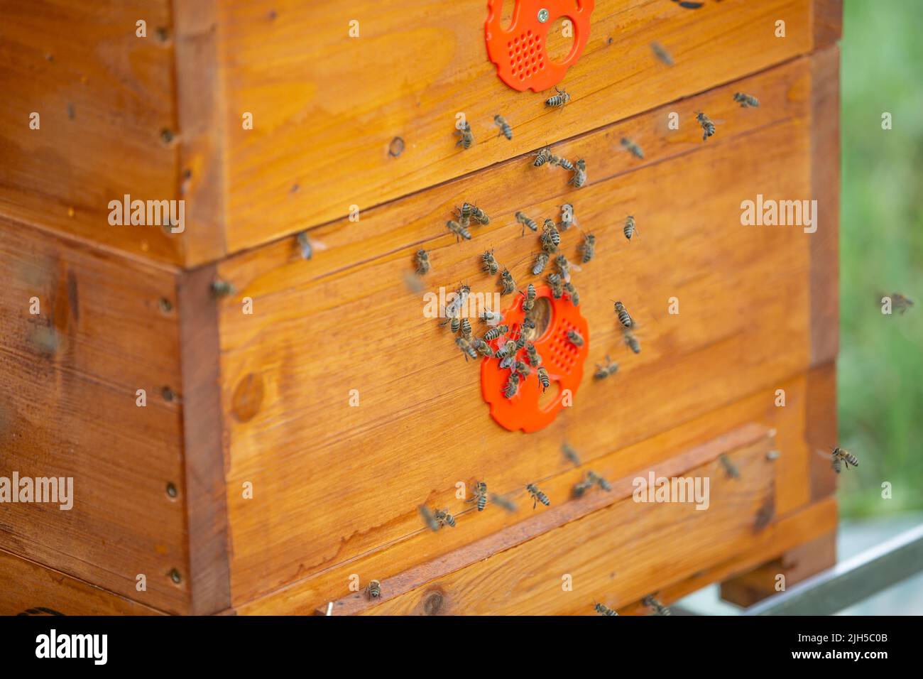 Wooden bee hive for production of a natural honey, beekeeping or ...