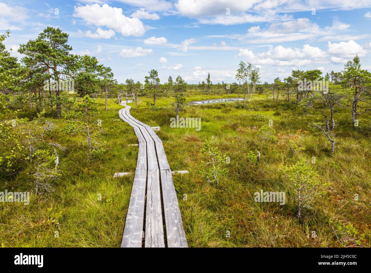 Swamp bog wetland boardwalk hi-res stock photography and images - Alamy