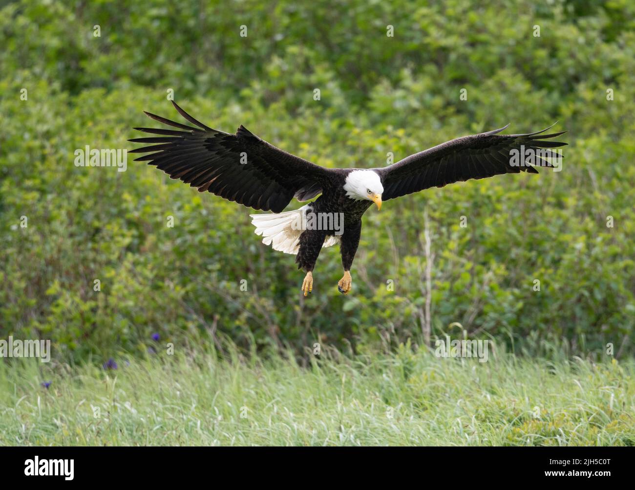 Bald eagle in flight in McNeil River State Game Sanctuary and Refuge in ...