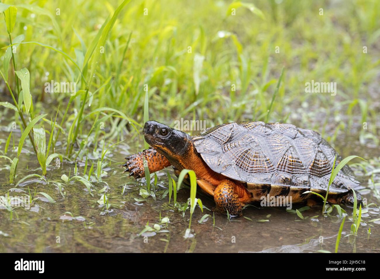 Wood turtle - Glyptemys insculpta Stock Photo - Alamy