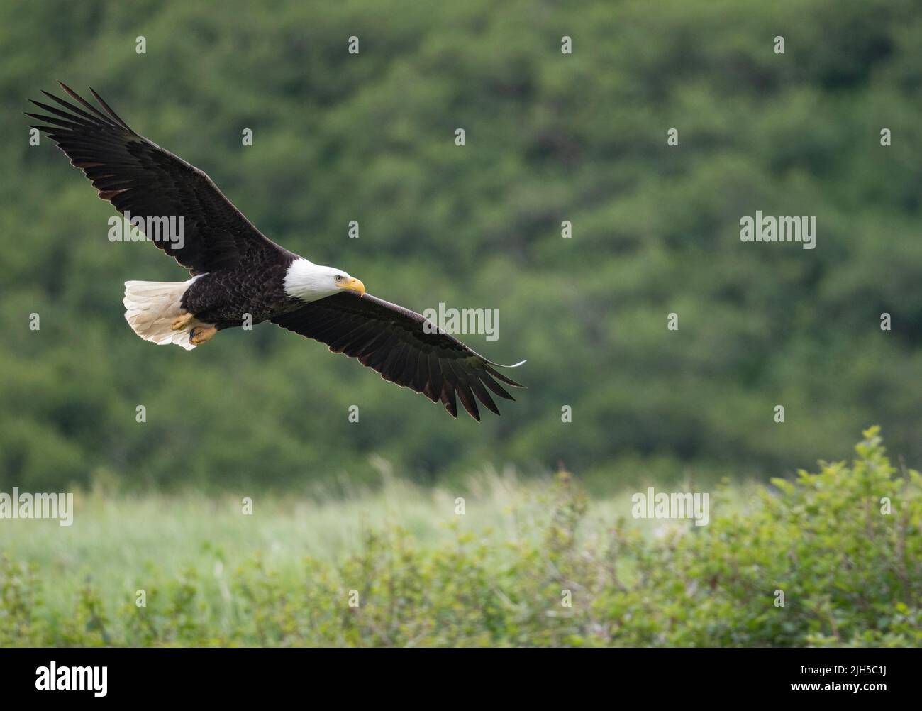Bald eagle in flight in McNeil River State Game Sanctuary and Refuge in ...