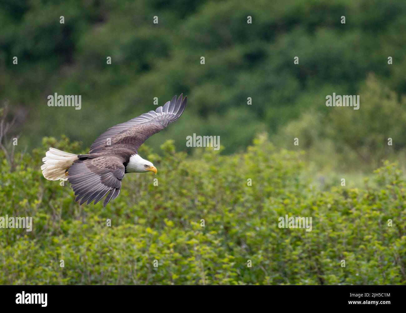 Bald eagle in flight in McNeil River State Game Sanctuary and Refuge in ...