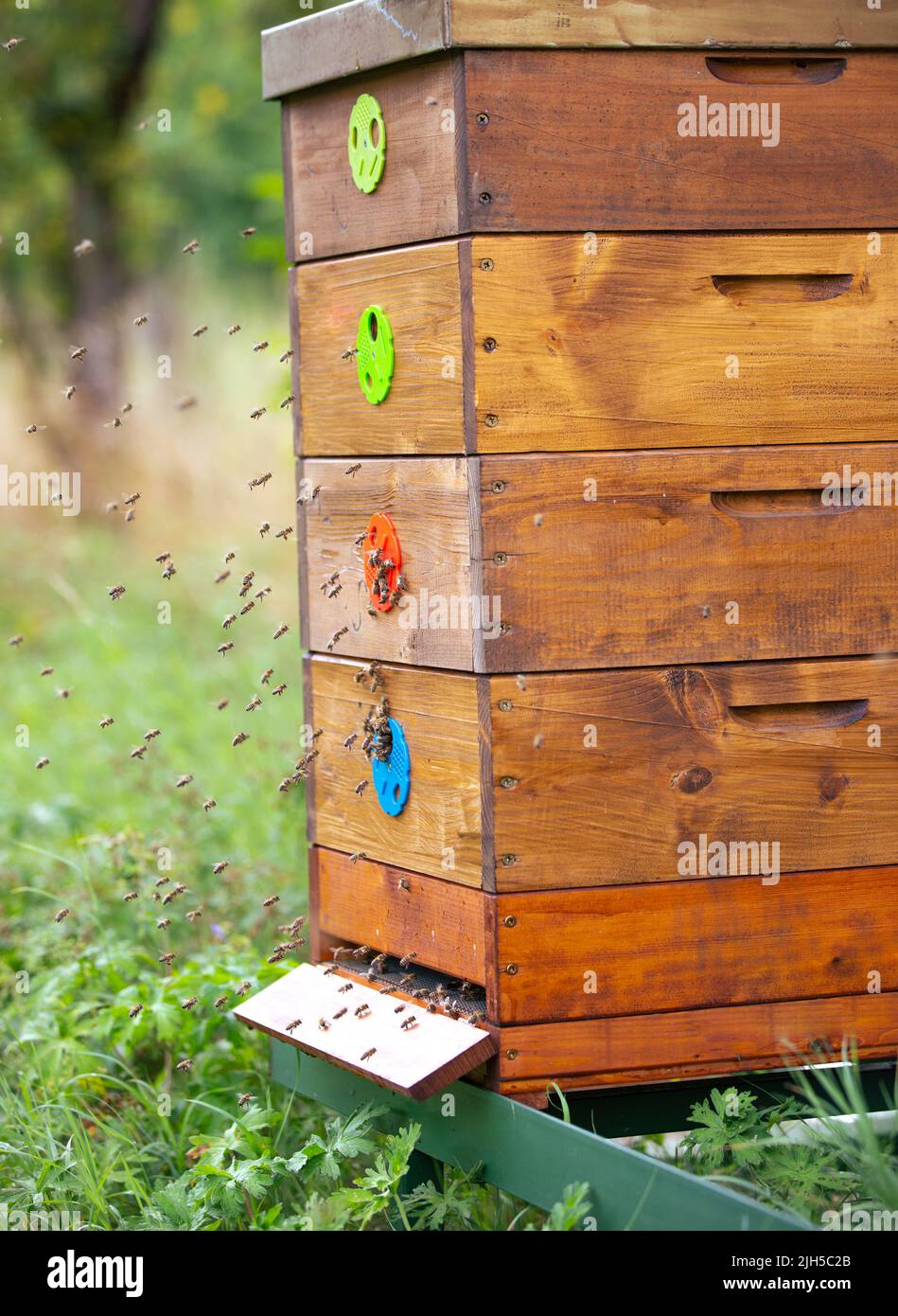 Wooden bee hive for production of a natural honey, beekeeping or ...