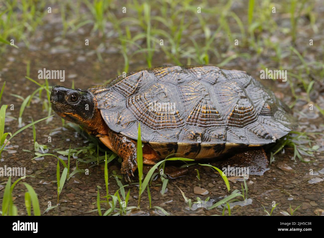 Clemmys insculpta hi-res stock photography and images - Alamy
