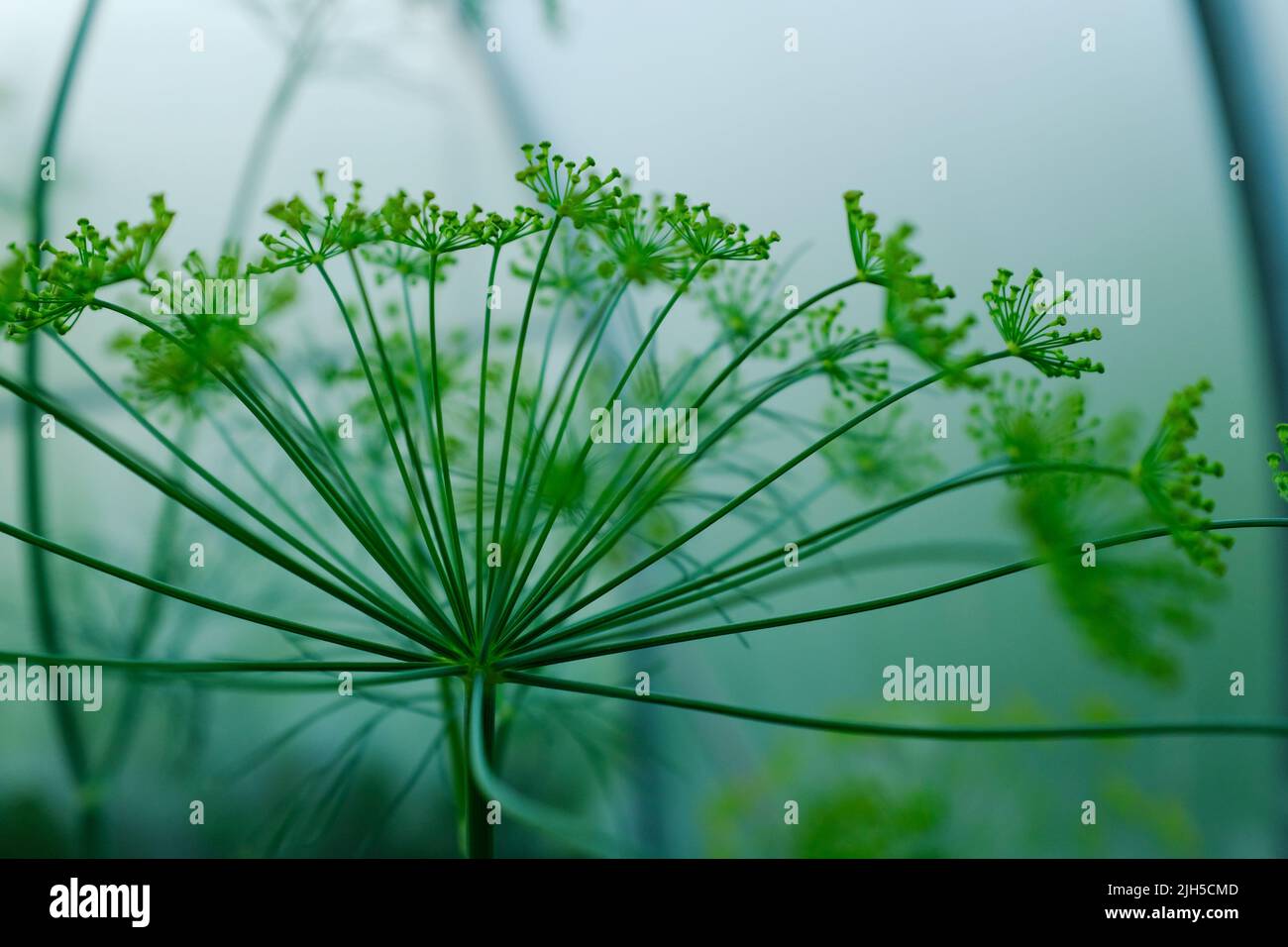 Dill rosette, close-up. Large inflorescence of dill on green background ...