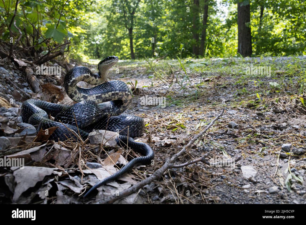 Eastern (black) ratsnake - Pantherophis alleghaniensis Stock Photo - Alamy