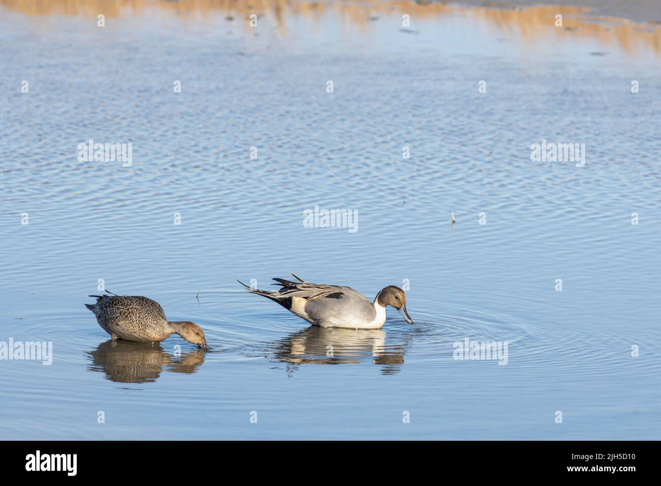 Northern pintail ducks - Anas acuta Stock Photo - Alamy