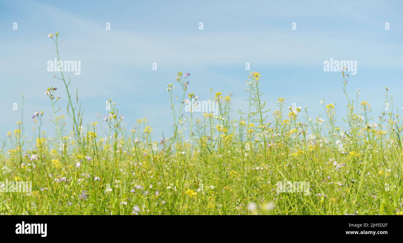 Summer meadow background. Spring green field with wild flowers and ...