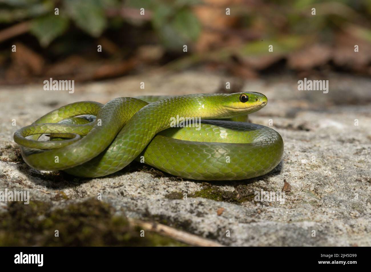 Smooth green snake - Liochlorophis vernalis Stock Photo - Alamy