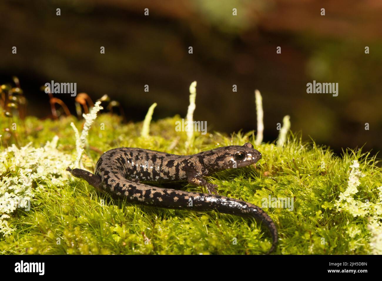 Weller's Salamander - Plethodon welleri Stock Photo - Alamy