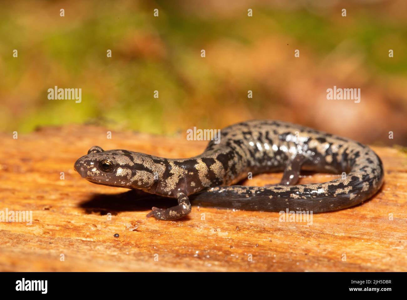 Weller's salamander hi-res stock photography and images - Alamy