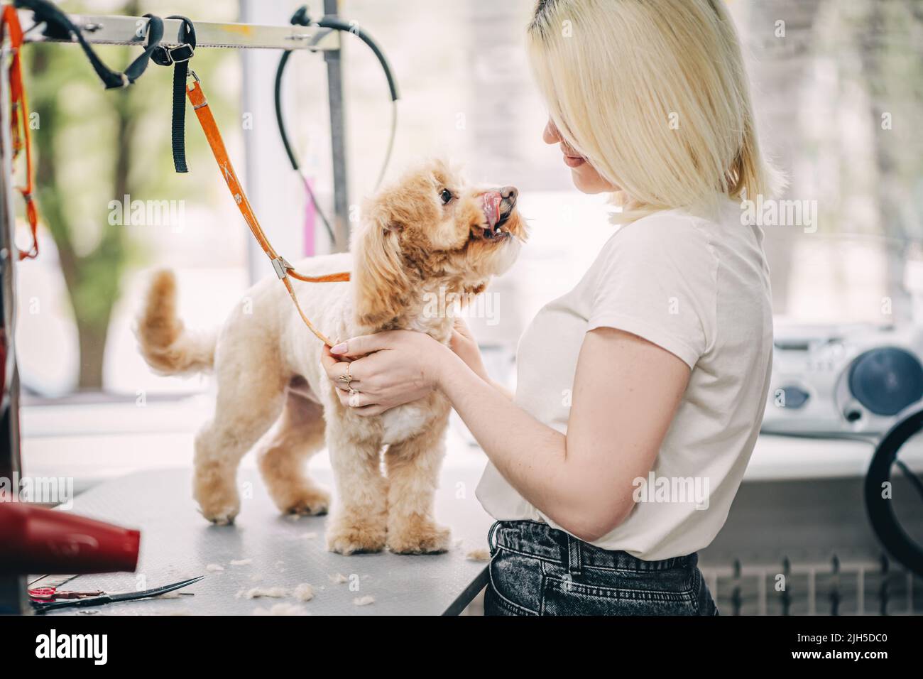 A master groomer cuts a dog Stock Photo - Alamy
