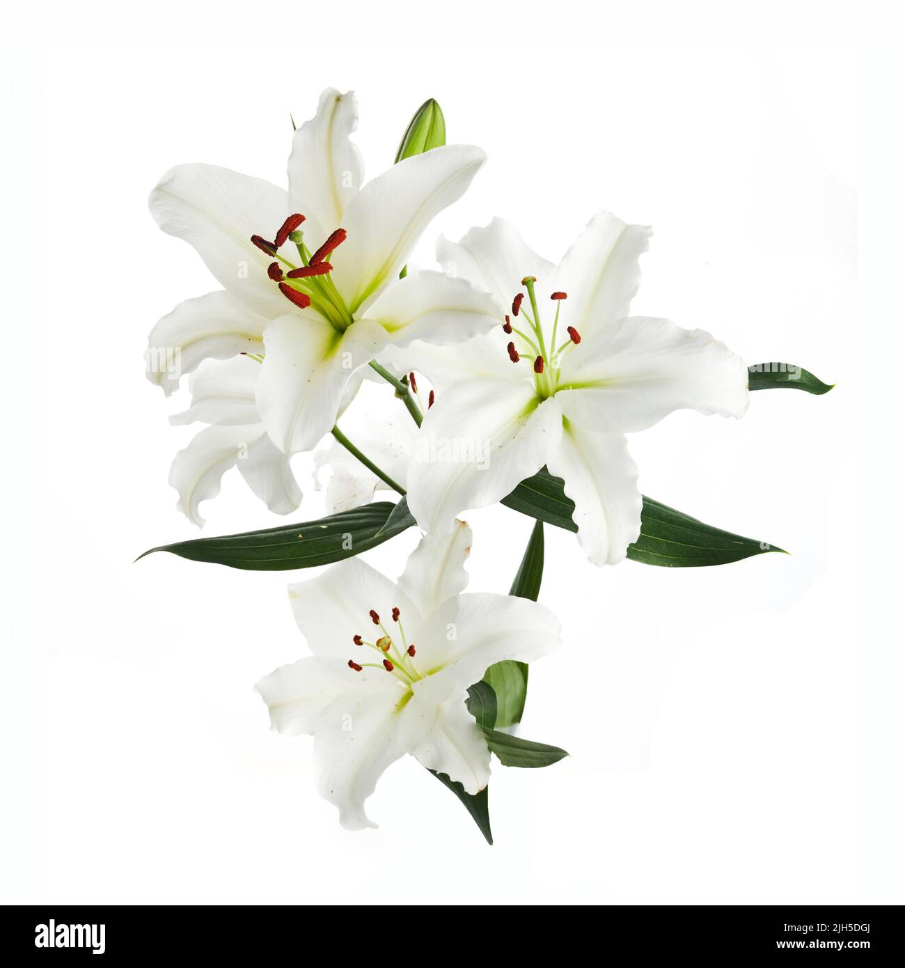 Bouquet of light lilies isolated on white background Stock Photo - Alamy