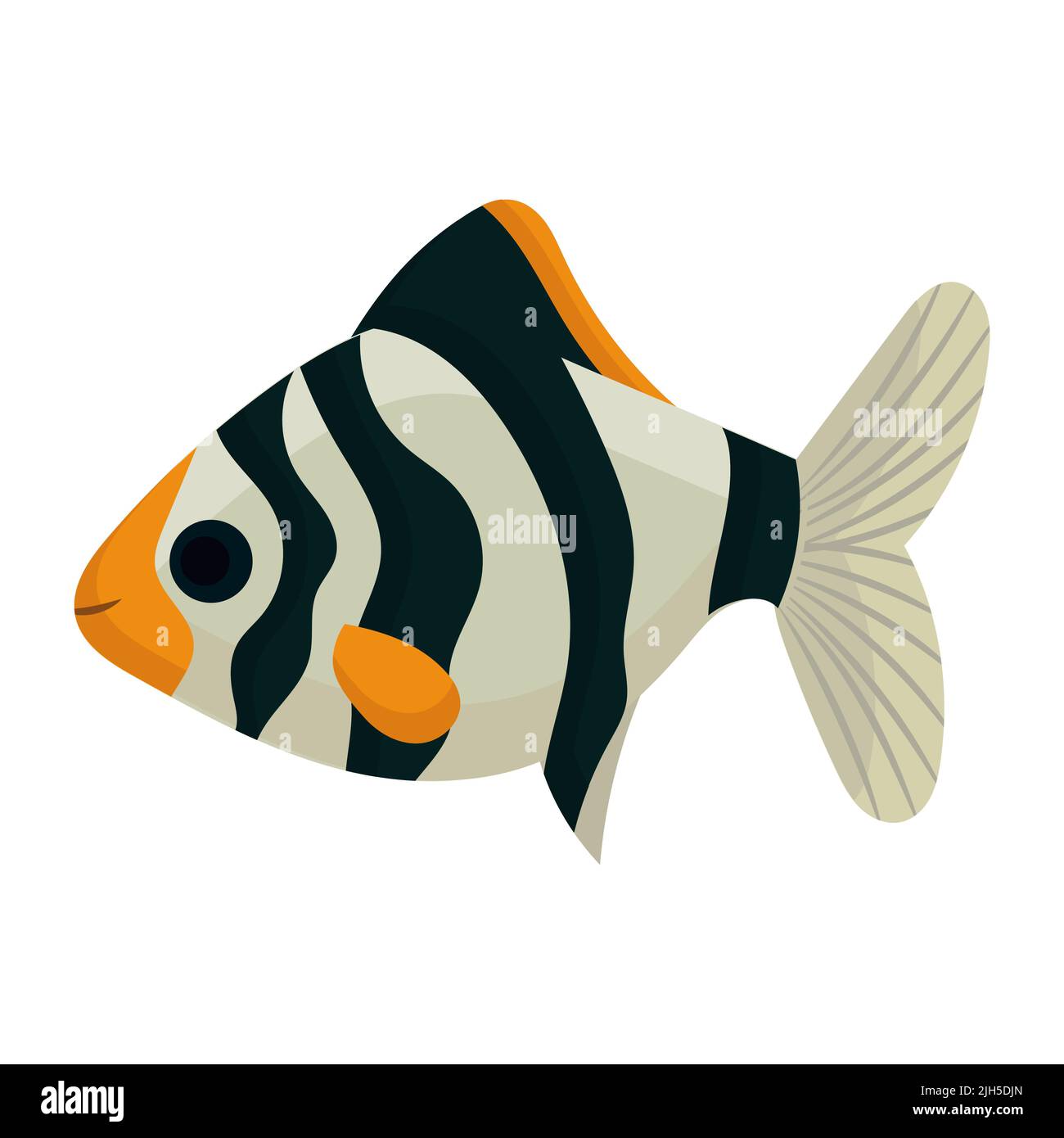 Barb aquarium fish and sea water illustration vector. Aquatic ocean ...