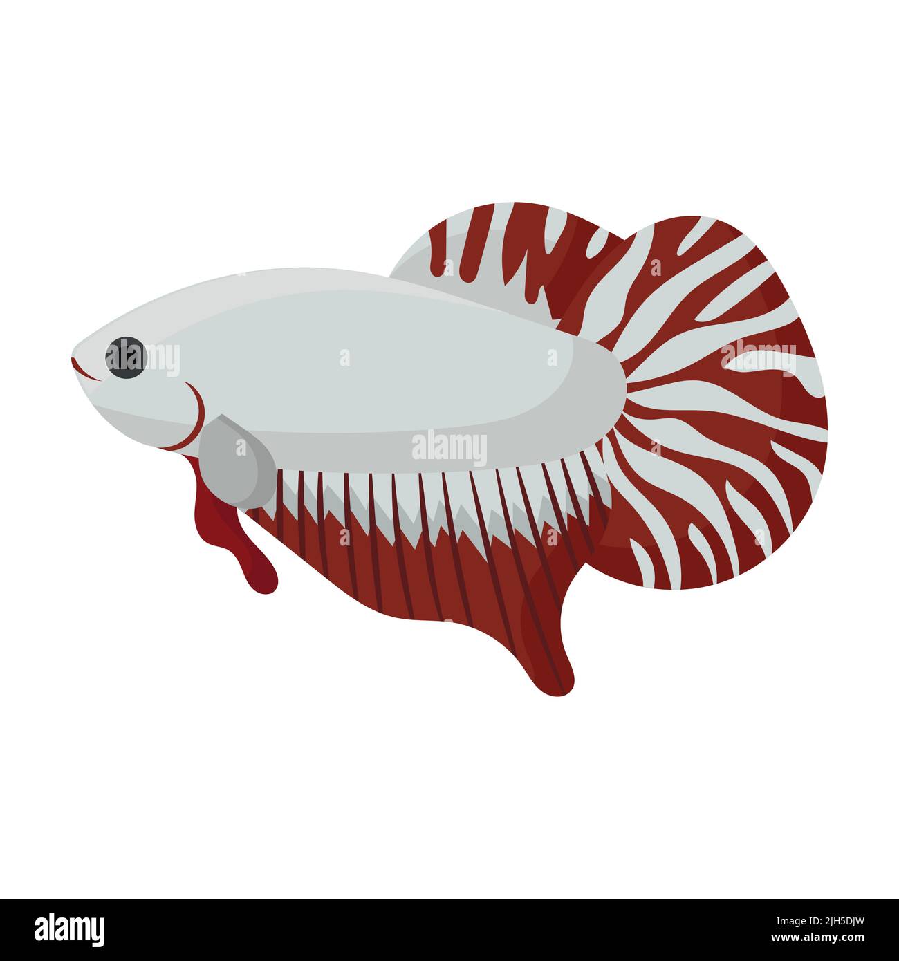 Cockerel fish aquarium water animal nature and vector underwater ...