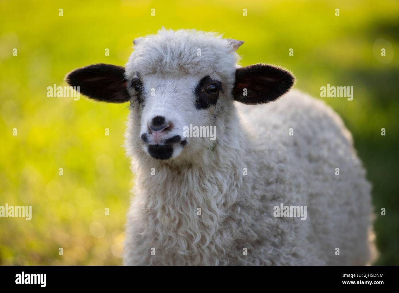 Cute little lamb grazing in green spring meadow Stock Photo - Alamy