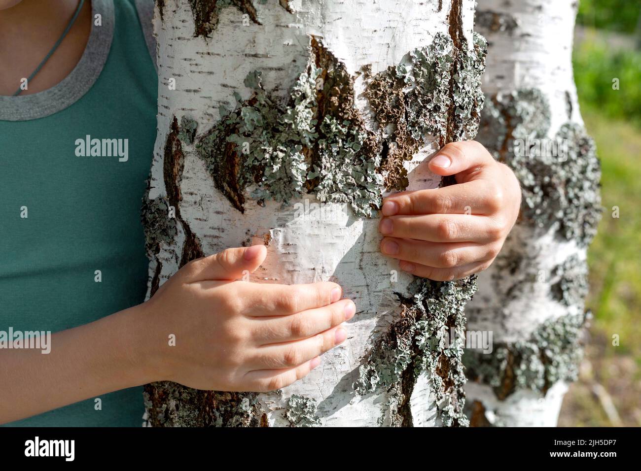 The boy's hands hugging the trunk of a birch with mossy birch bark on a ...