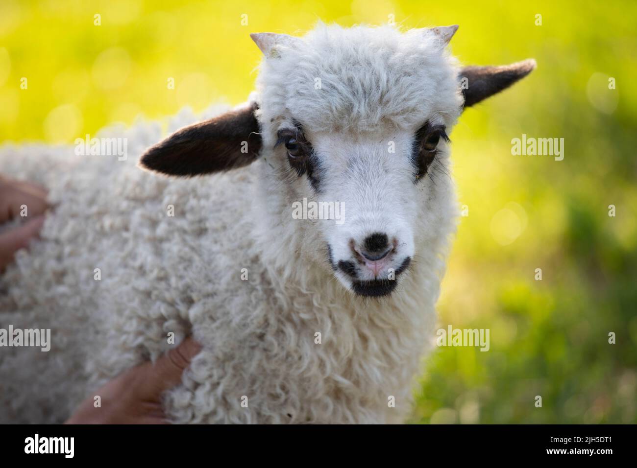 Cute little lamb grazing in green spring meadow Stock Photo - Alamy