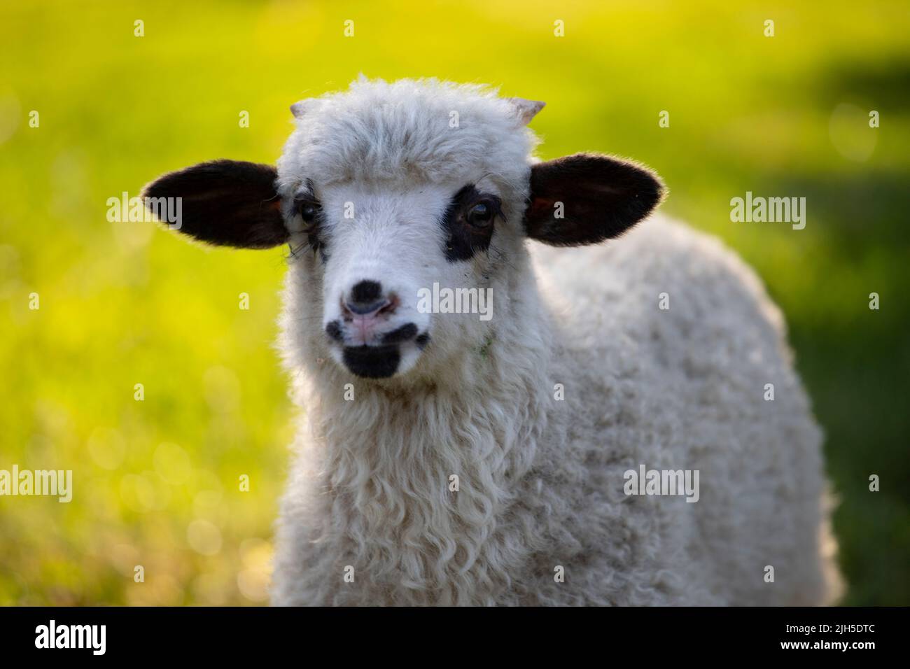 Cute little lamb grazing in green spring meadow Stock Photo - Alamy