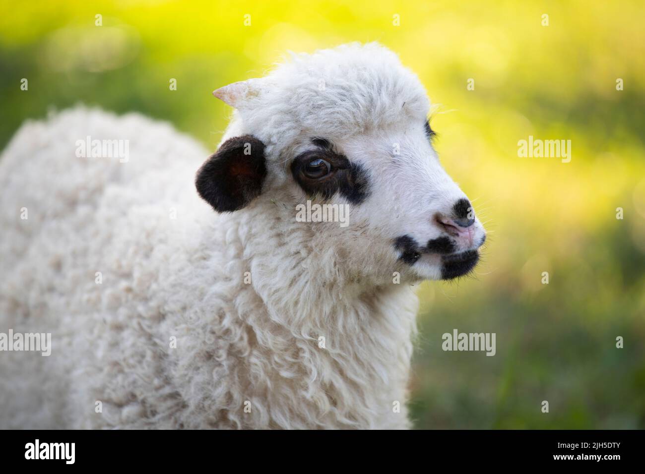 Cute little lamb grazing in green spring meadow Stock Photo - Alamy