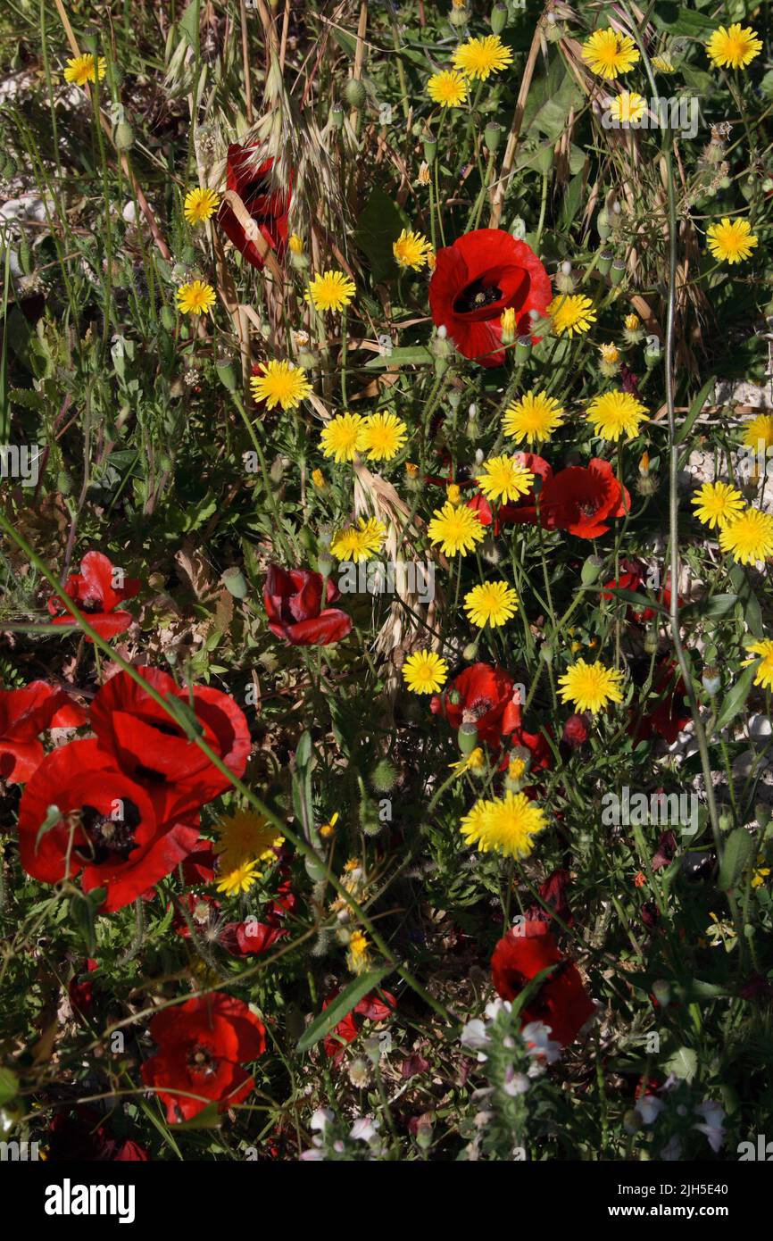 Blume / Flower / Flos Stock Photo - Alamy