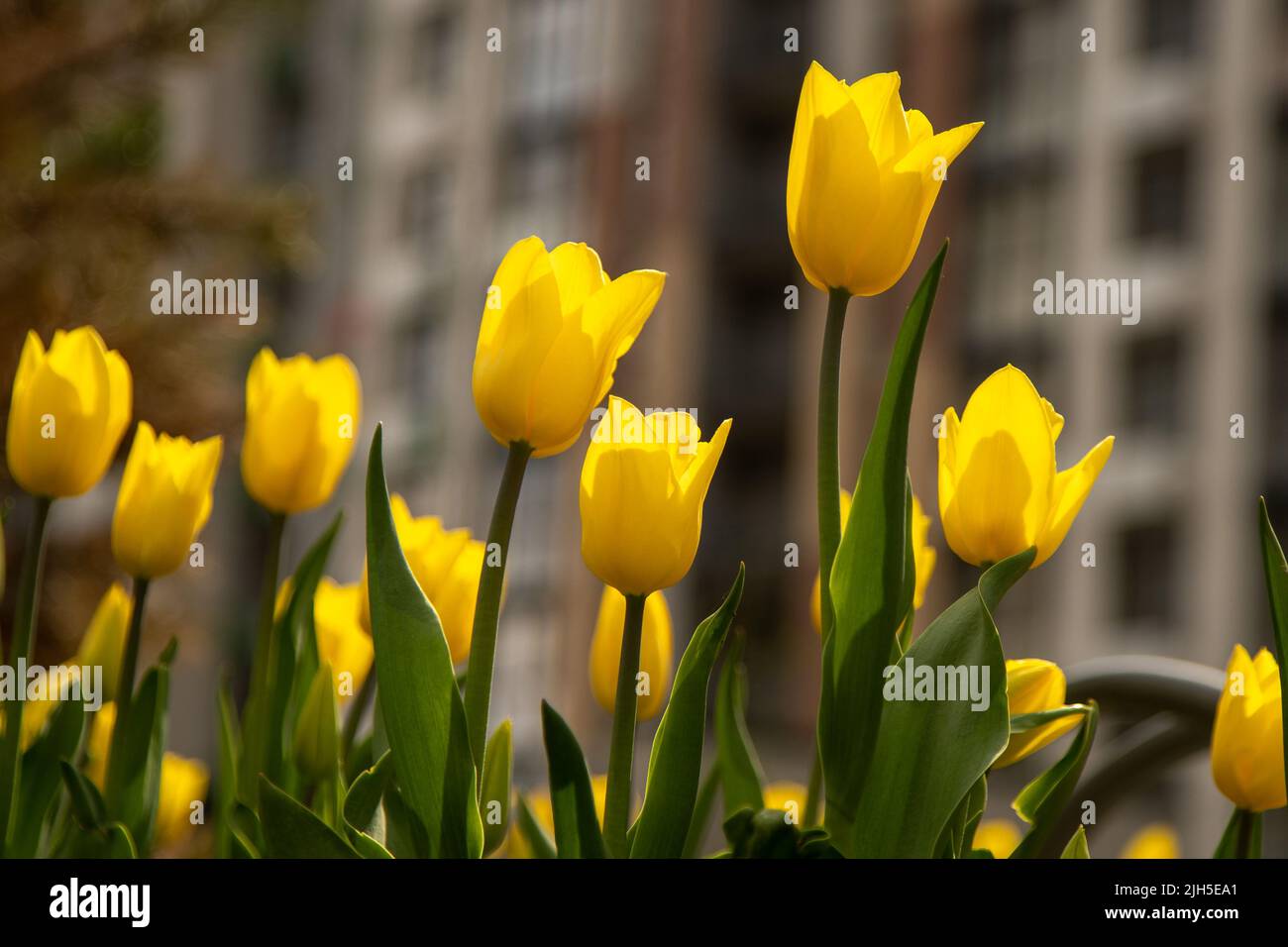 Yellow tulips in a flower bed. The tulip bud in garden. Beautiful ...