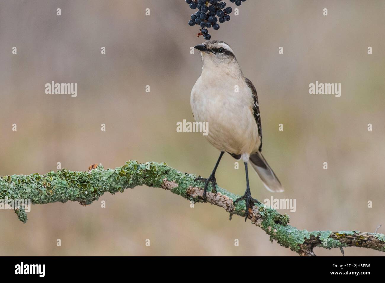 White banded Mockingbird, Mimus triurus, in Pampas grass environment ...