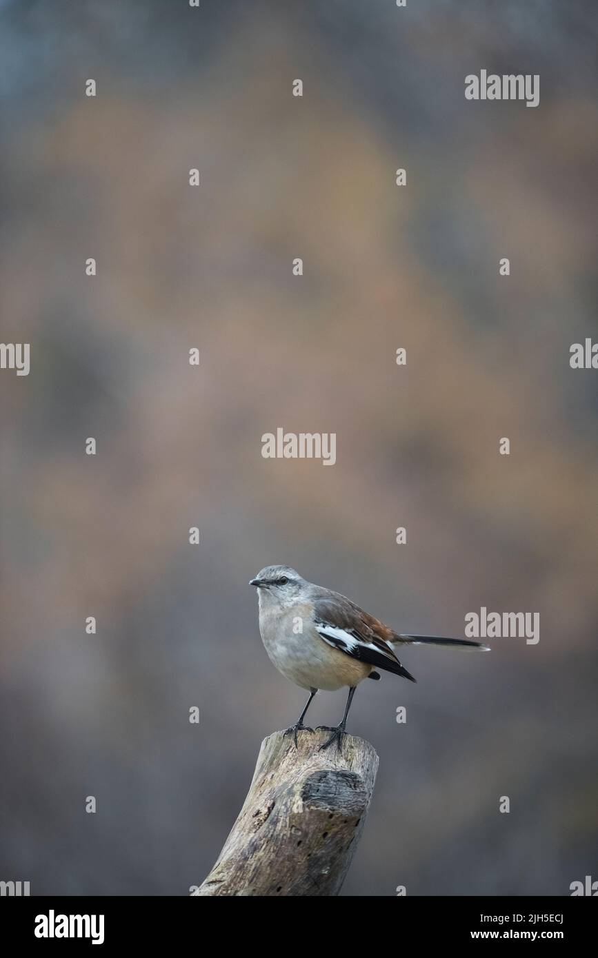 White banded Mockingbird, Mimus triurus, in Pampas grass environment ...
