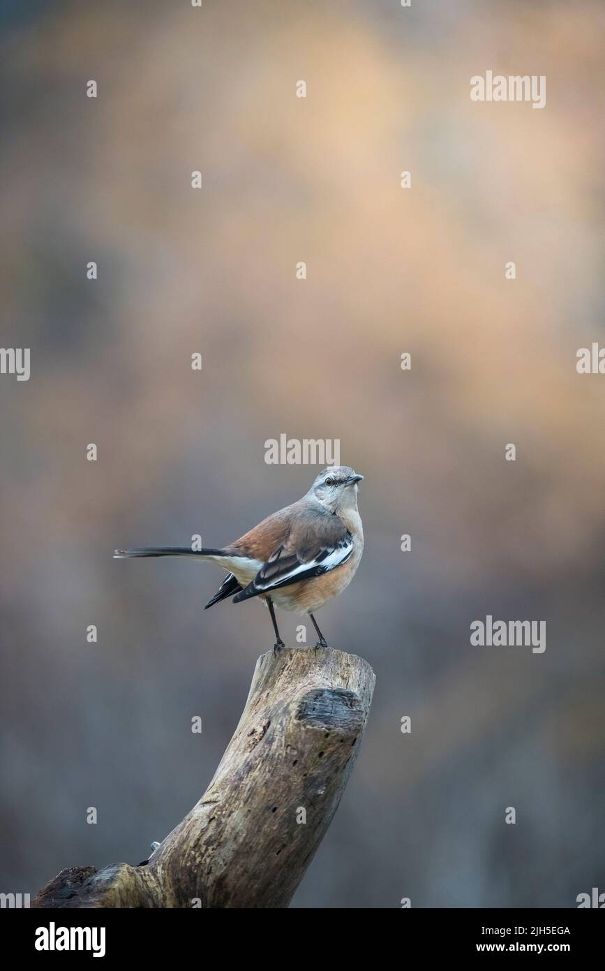 White banded Mockingbird, Mimus triurus, in Pampas grass environment ...