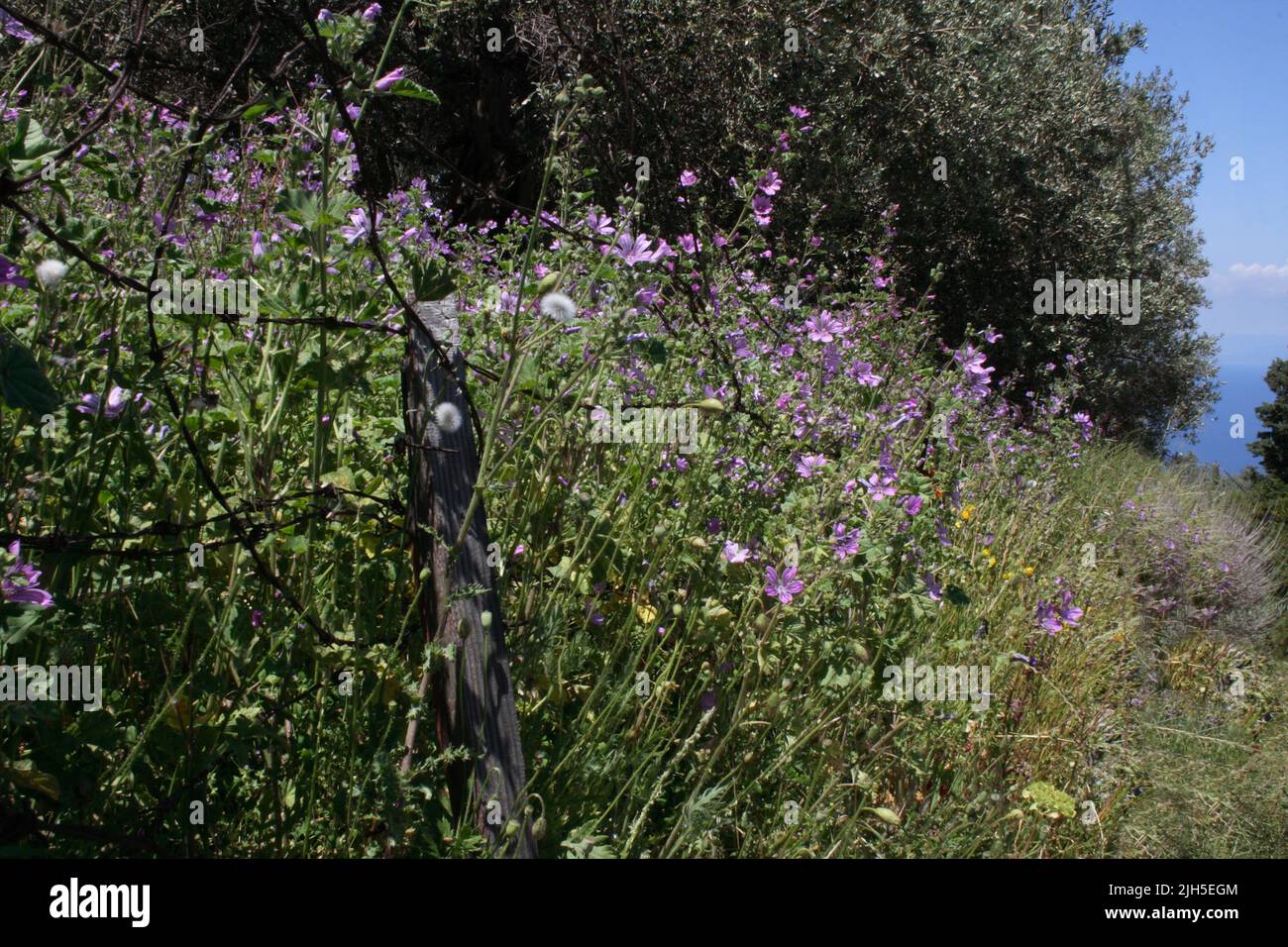 Barbet wire hi-res stock photography and images - Alamy