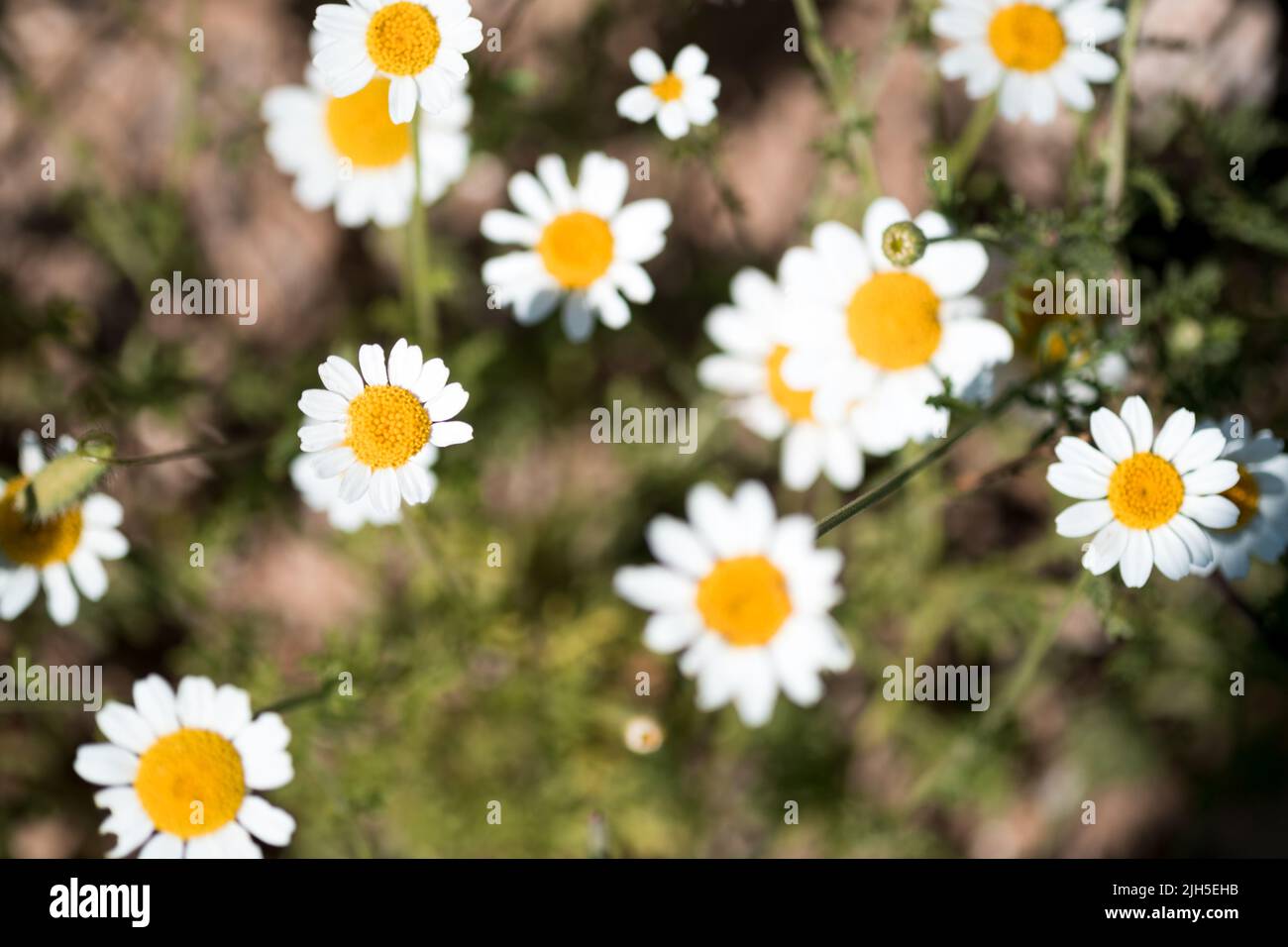 Daisies in nature high contrast image Stock Photo - Alamy