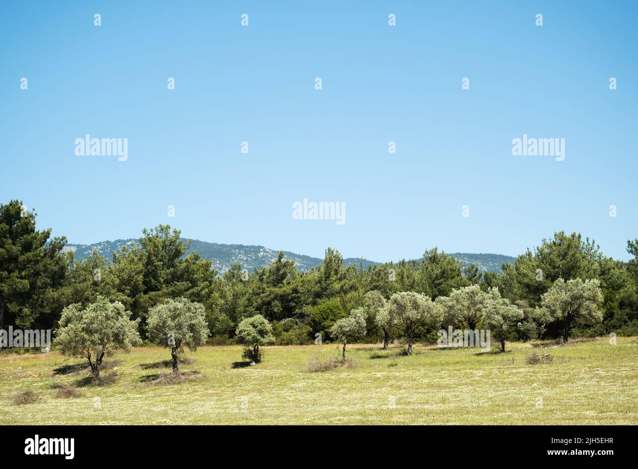 Landscape view of olive tree field with clear sky Stock Photo - Alamy