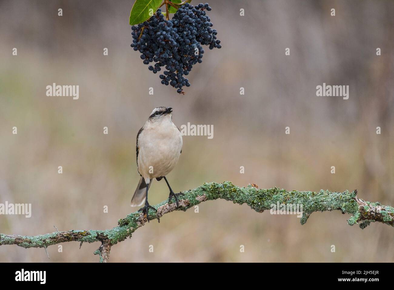 White banded Mockingbird, Mimus triurus, in Pampas grass environment ...